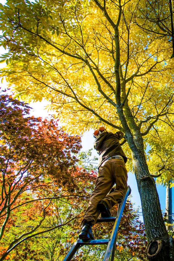 Fall Tree Care Tips in Portland Oregon | Urban Forest Pro