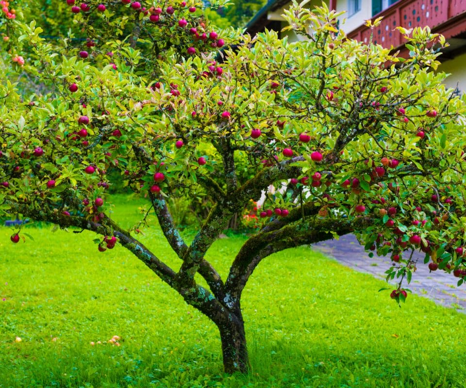 Top 6 BEST Fruit Trees to Grow in Portland, OR - Urban Forest Pro
