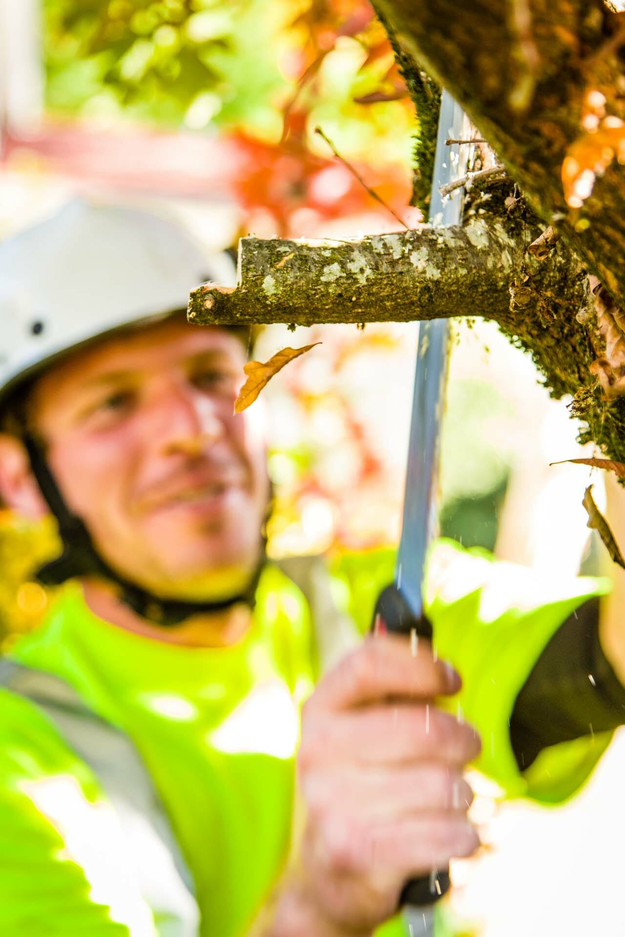 Tree Service in Oregon City - TOP ISA-Certified Arborists Near You ...