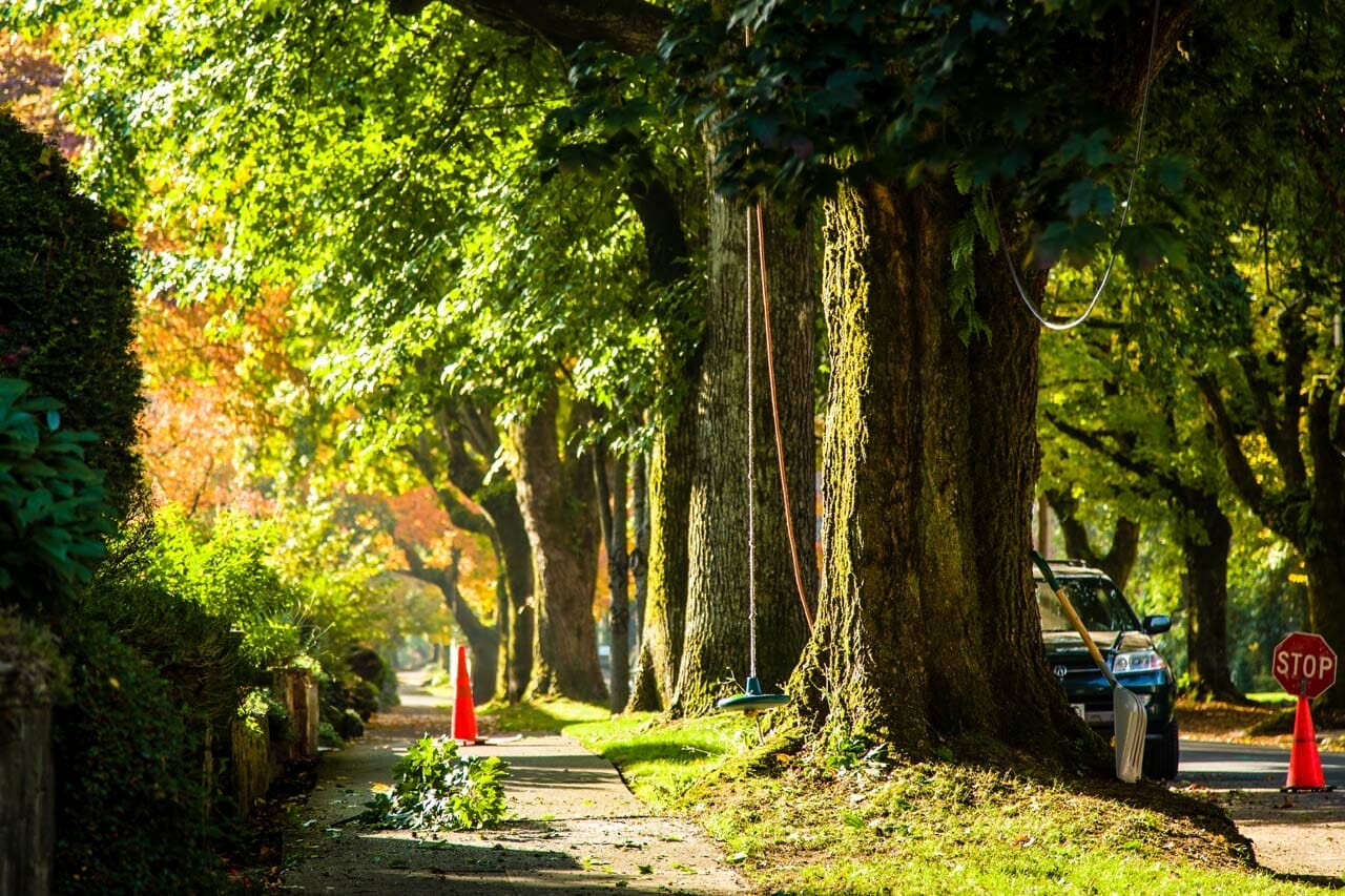 Why Urban Trees are So Important | Urban Forest Pro
