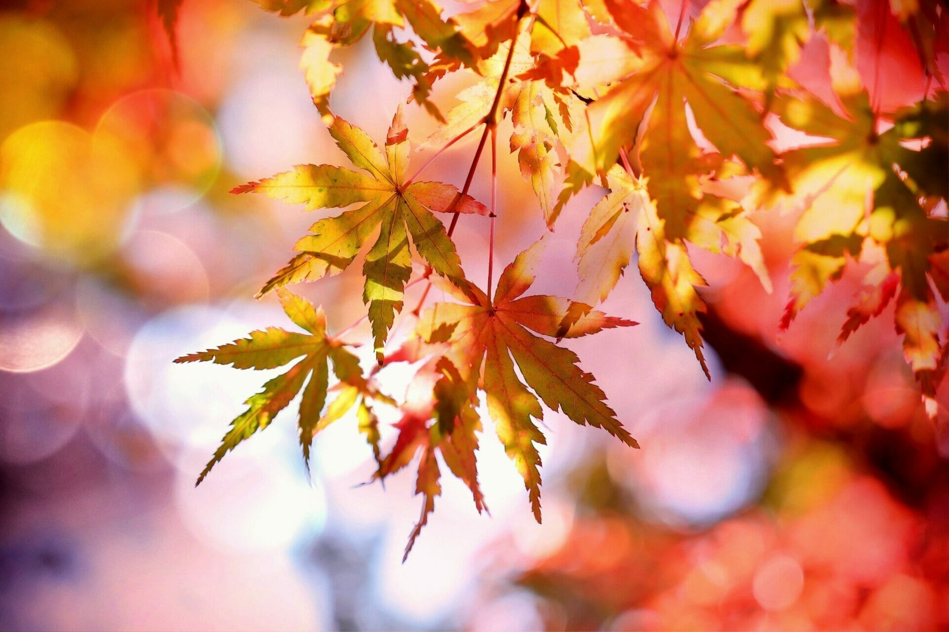 Best Time to Prune Maple Trees - What is the Best Month to Trim a Maple ...