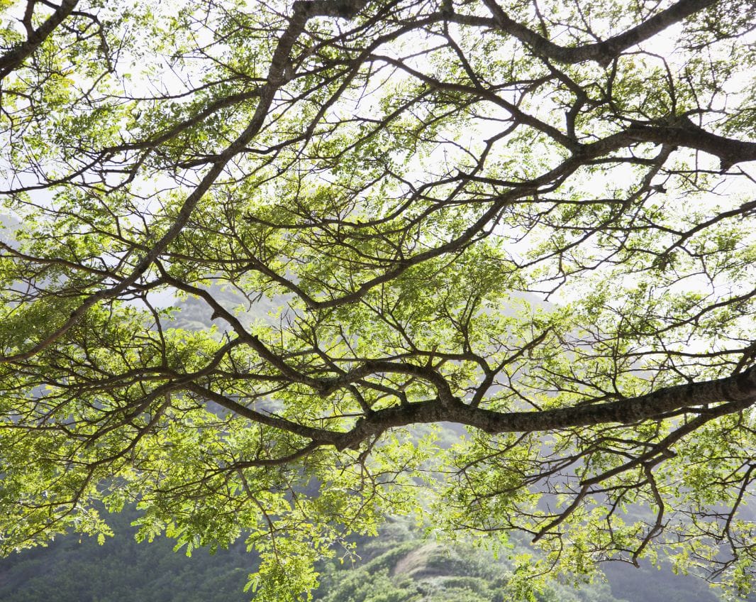 Beware of Sudden Branch Drop - Find Out Some Reasons Why Sudden Summer ...