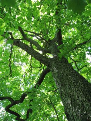 7 Benefits of Trees You Probably Didn’t Know | Urban Forest Pro