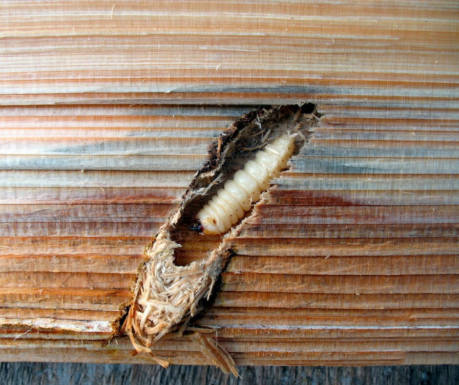 Introduction To Tree Health Care In Portland Oregon | Tree Care Experts ...