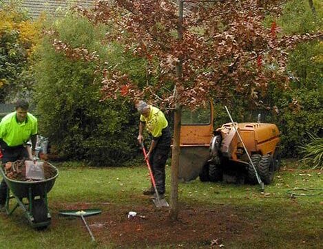 How Much to Relocate A Tree? - Tree Moving Company Near You - Tree ...