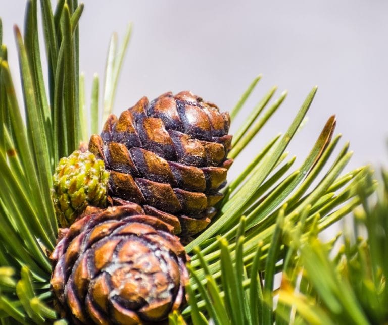 Oregon Pine Tree Identification - Find Out About Types Of Pine Trees ...